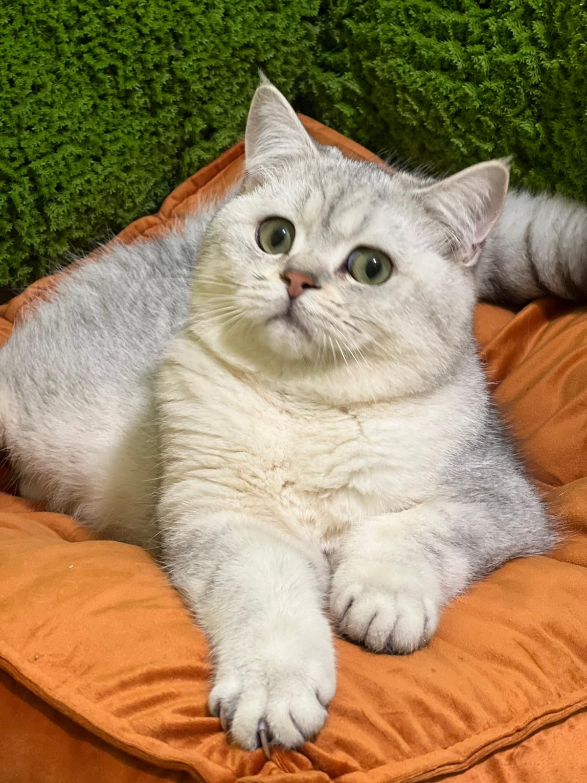 Gallery | Scottish & British Kittens to buy in Portugal and Madeira